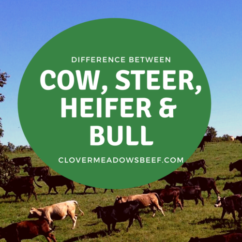 Blog - Page 4 of 8 - Clover Meadows Beef
