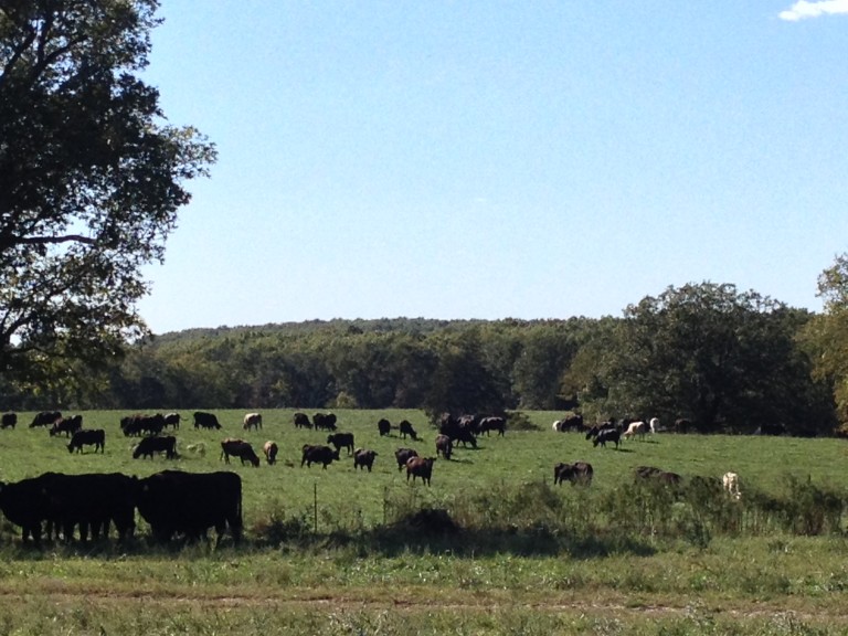 The Difference Between a Bull, Steer, Cow and Heifer (video) - Clover ...