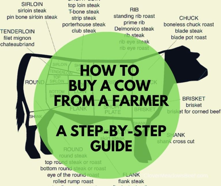 how-to-buy-a-cow-from-a-farmer-clover-meadows-beef-grass-fed-beef-st.-louis-missouri- Clover ...