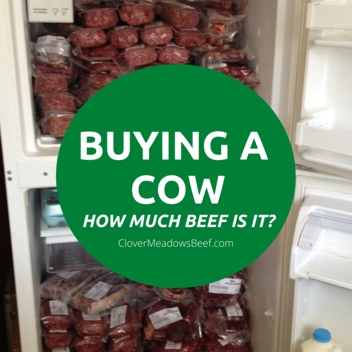 What Does 700 Pounds of Beef Look Like - Sawyer Cooncers