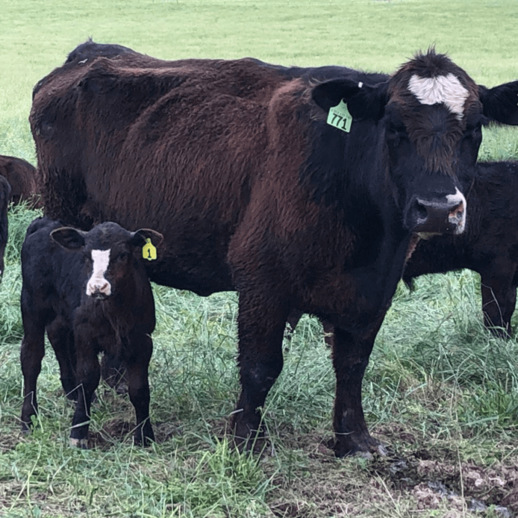 Do Cows Have Teeth? Estimating Cattle Age With Teeth (Video) - Clover ...