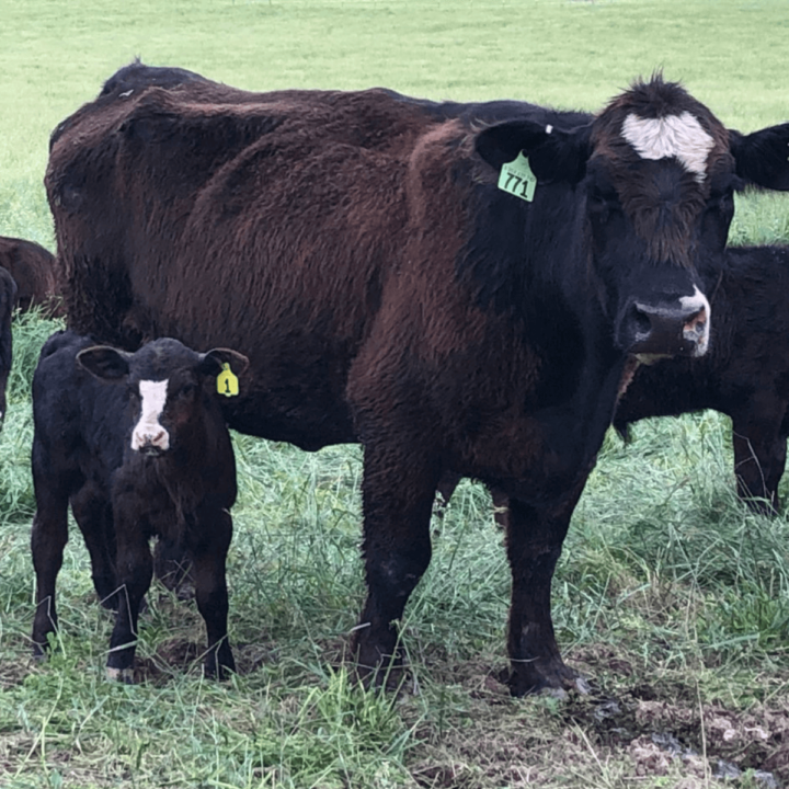 Cattle Ear Tags: Tagging Cows for Identification - Clover Meadows Beef