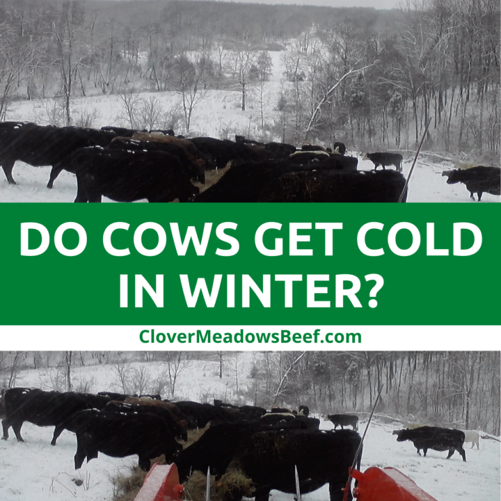 Do Cows Get Cold in Winter Weather? How Cattle Stay Warm. - Clover ...