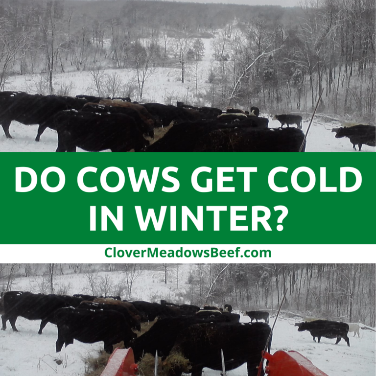Do Cows Get Cold in Winter Weather? How Cattle Stay Warm. - Clover ...