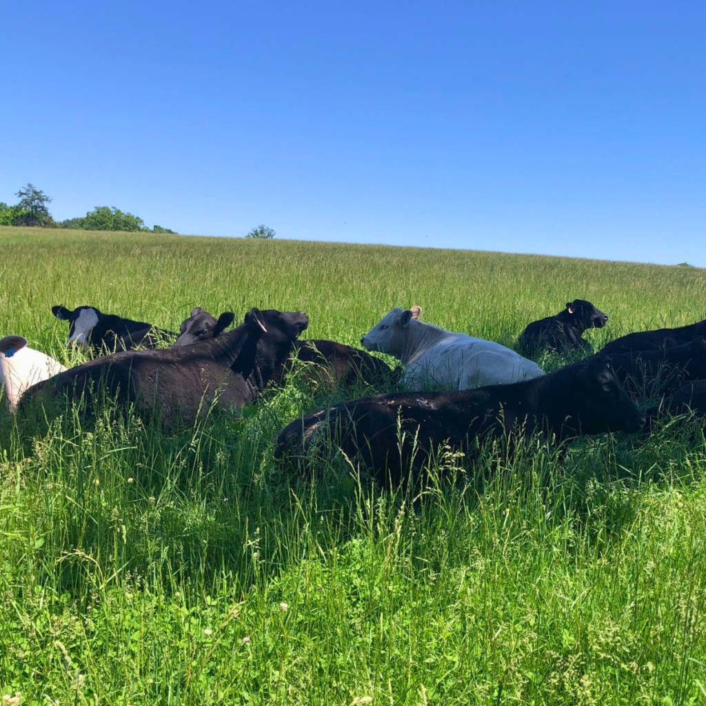 Do Cows Sleep Standing Up? Answering Cow Tipping Questions - Clover ...