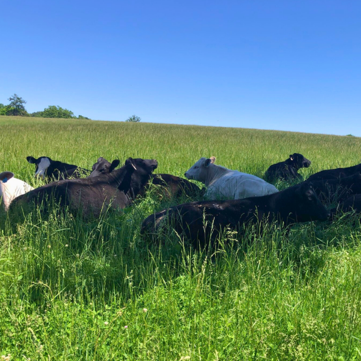 Do Cows Sleep Standing Up? Answering Cow Tipping Questions - Clover ...