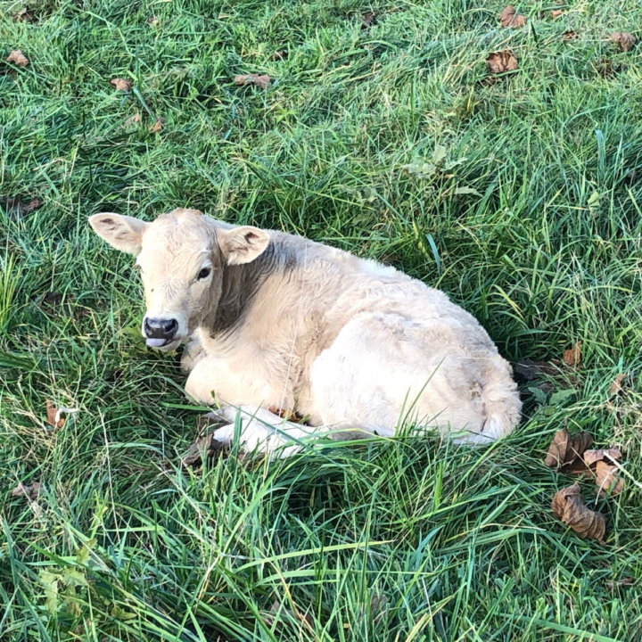 Cows 101: Do Cows Sleep Standing Up? (Video) - Clover Meadows Beef