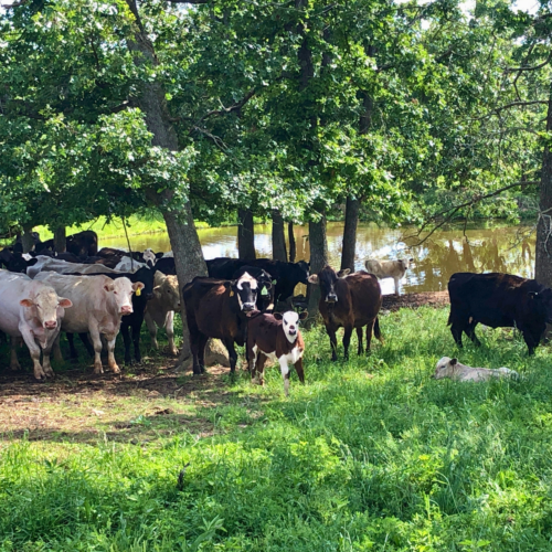 What is cud and why do cows chew it? (video) - Clover Meadows Beef