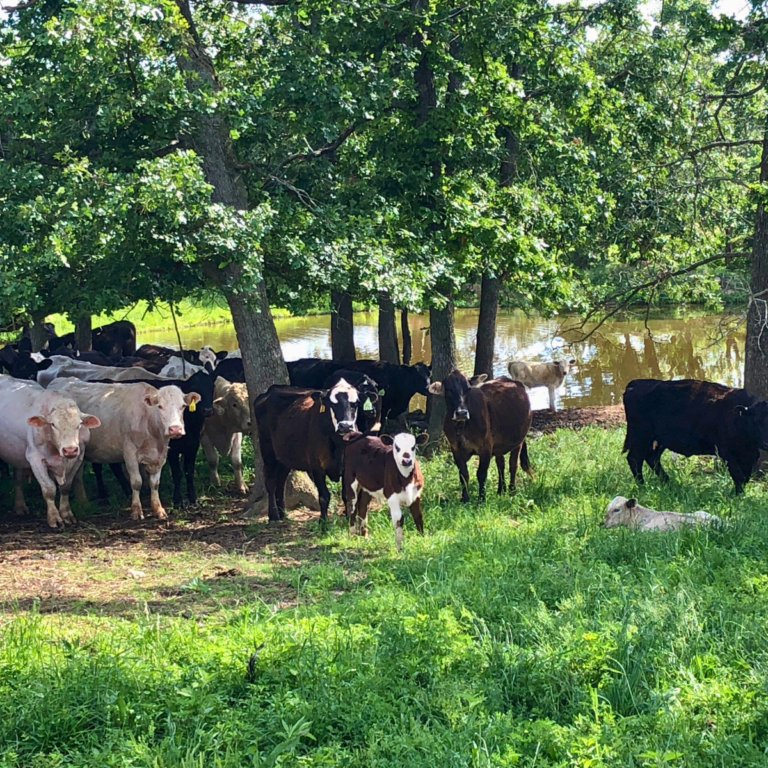 Buy a Grass Fed Beef Cow From a Farmer (Step-by-Step Guide) - Clover Meadows Beef