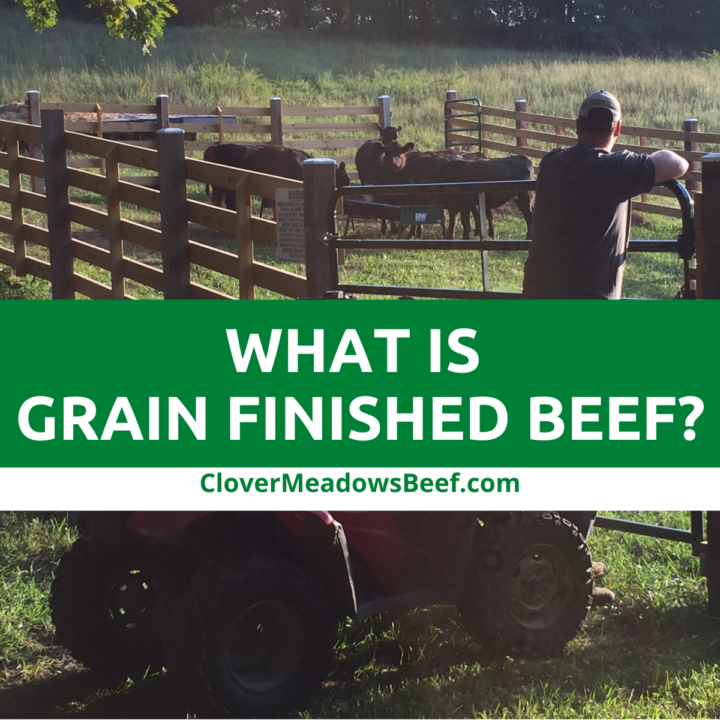 grain-finished-beef-clover-meadows-beef-grass-fed-beef - Clover Meadows Beef