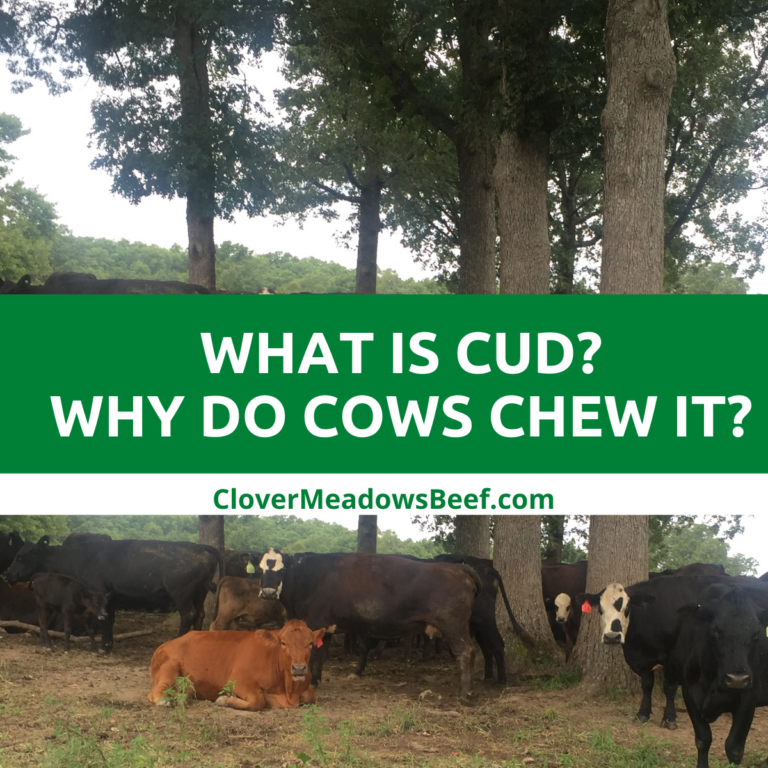What is cud and why do cows chew it? (video) - Clover Meadows Beef