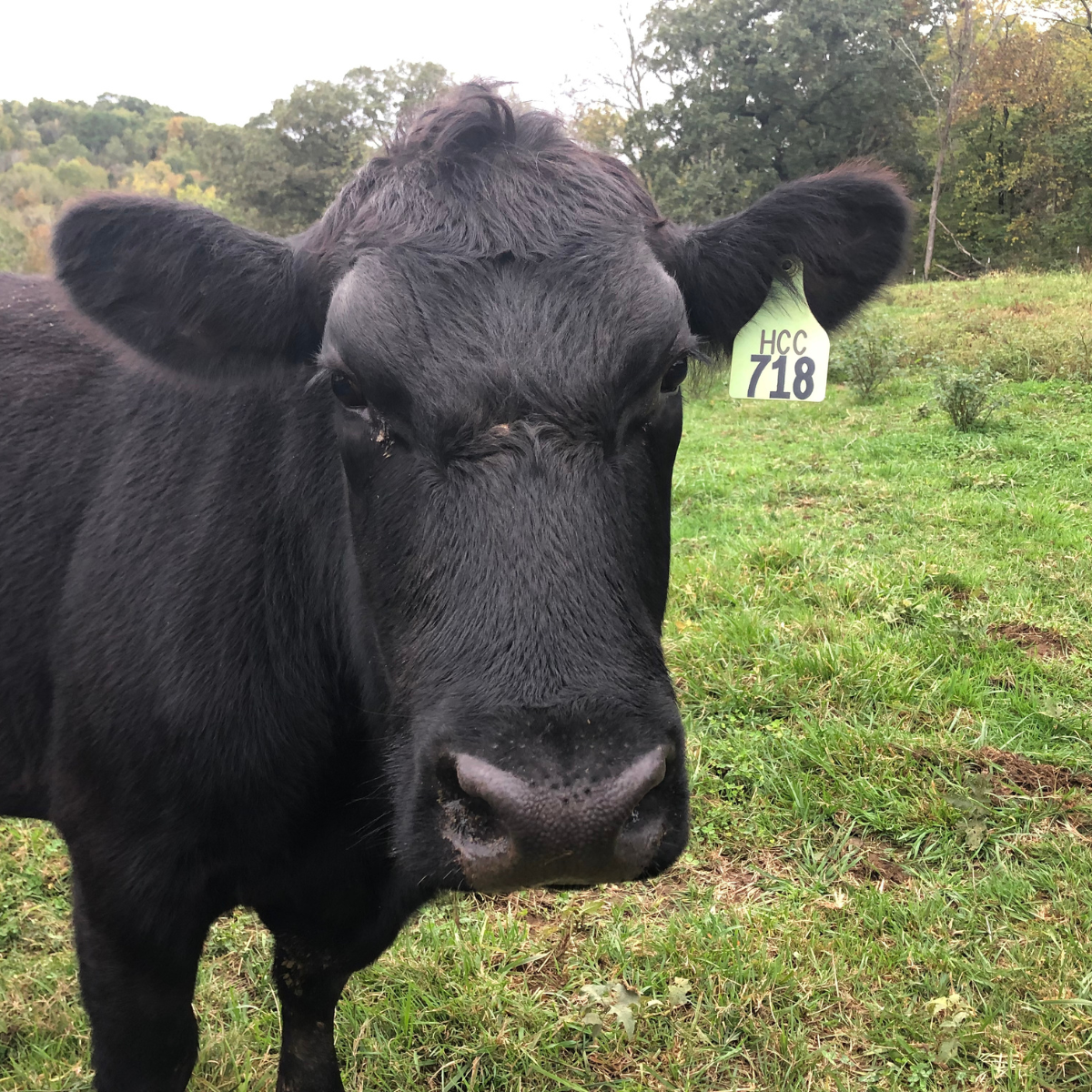 53 Facts About Beef - Clover Meadows Beef