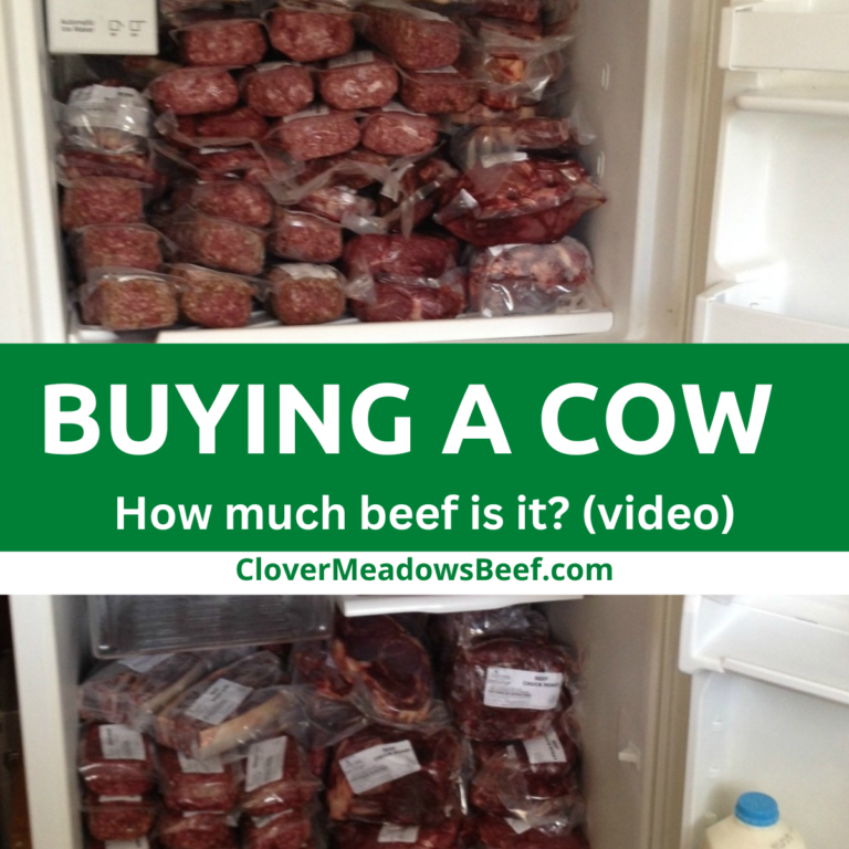 Buy a Grass Fed Beef Cow From a Farmer (Step-by-Step Guide) - Clover Meadows Beef