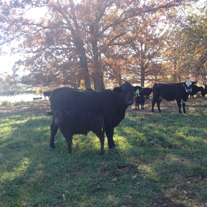 difference-between-cow-calf-heifer-steer-bull-cow-calf-operation-beef ...