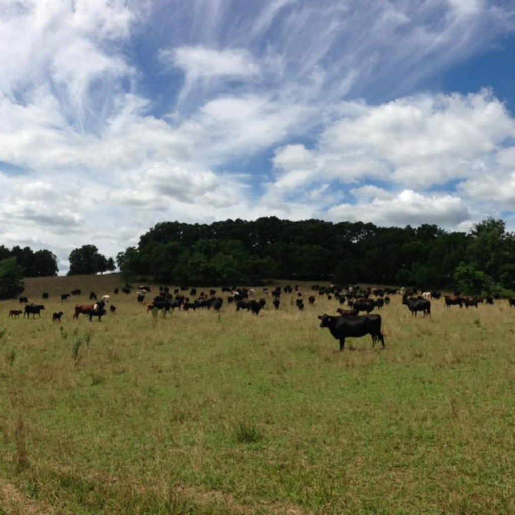 The Difference Between a Bull, Steer, Cow and Heifer (video) - Clover ...