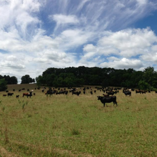 The Difference Between a Bull, Steer, Cow and Heifer (video) - Clover ...