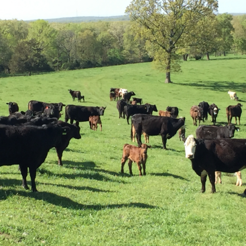 What is cud and why do cows chew it? (video) - Clover Meadows Beef