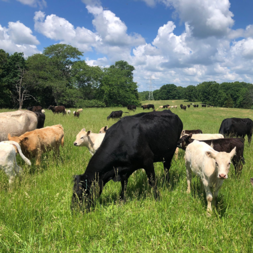 Head of Cattle vs. Herd: What Beef Livestock Terms Mean - Clover ...
