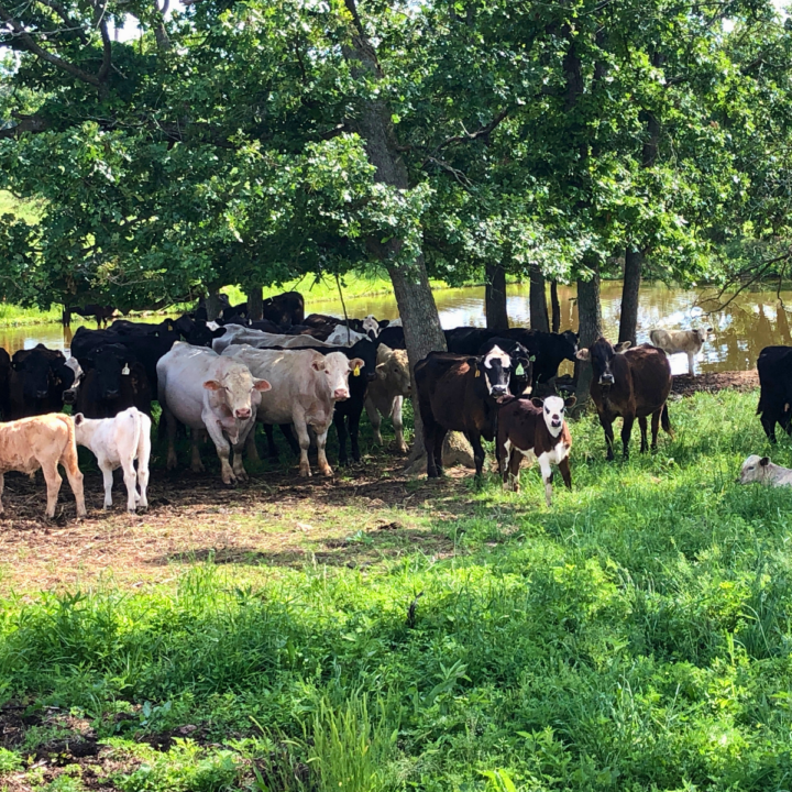 difference-between-grass-finished-vs-grain-finished-beef-clover-meadows ...