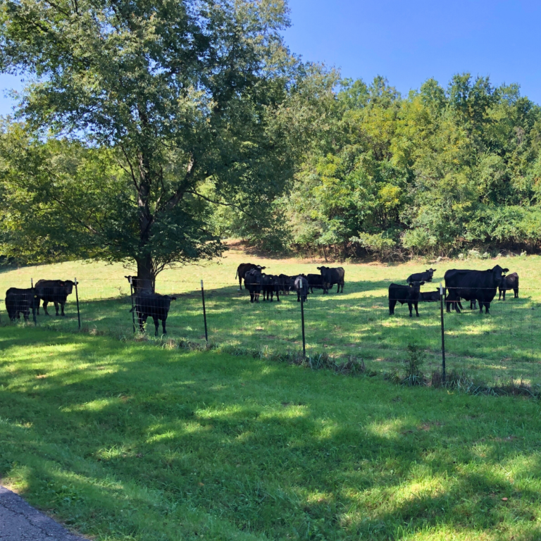 Difference between grass finished vs. grain finished beef - Clover ...