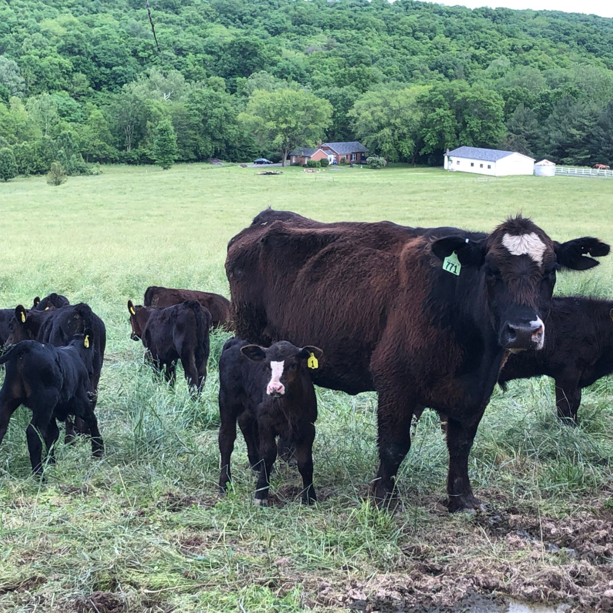Head of Cattle vs. Herd: What Beef Livestock Terms Mean - Clover ...
