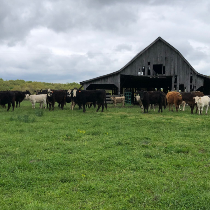 Cattle Vs. Livestock — What’S The Difference? – QLTWIU